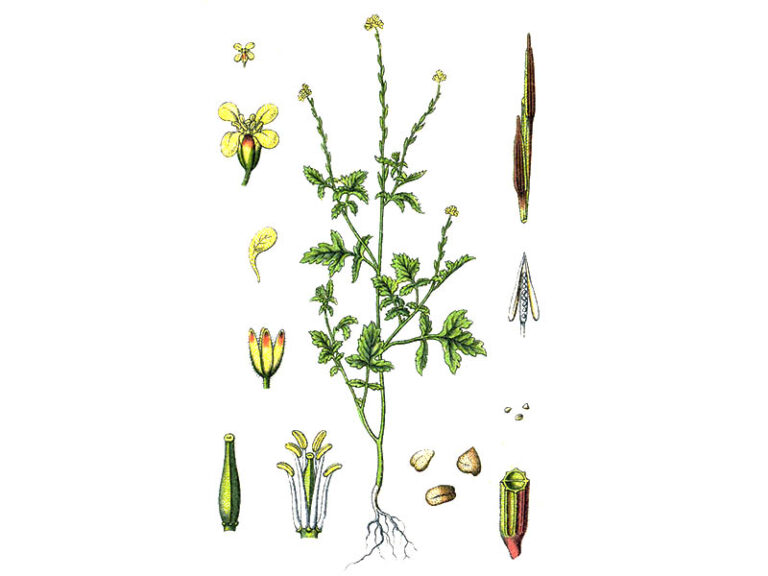 Erisimo - Fitomedical